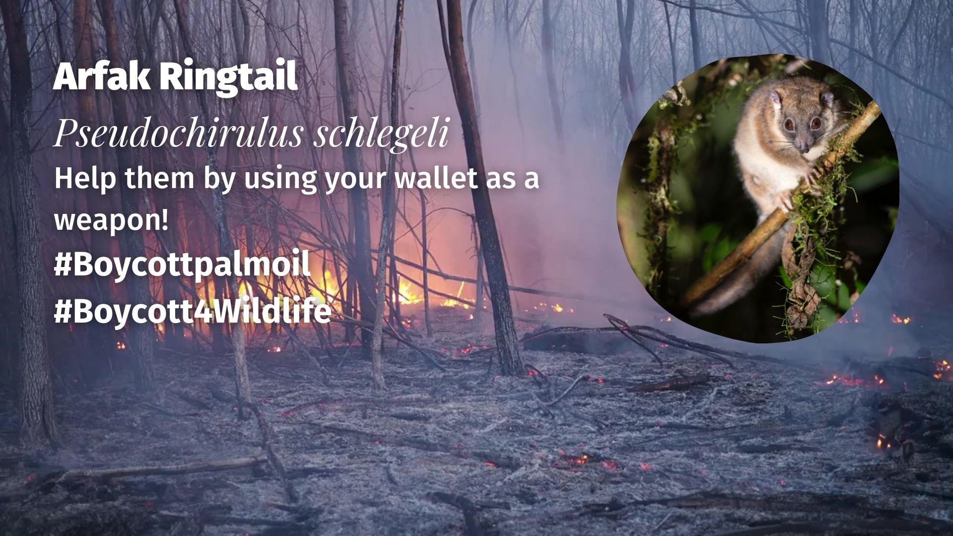 Arfak Ringtail Pseudochirulus schlegeli – Palm Oil Detectives