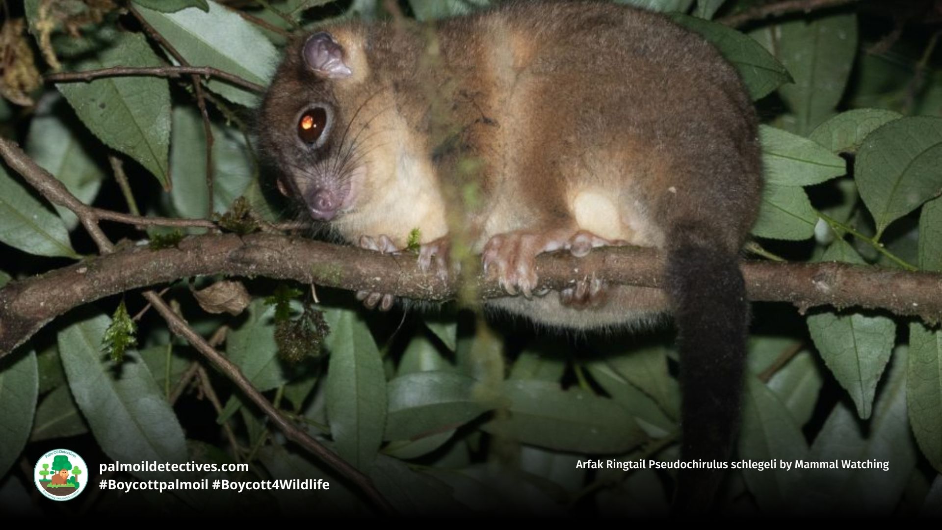 Arfak Ringtail Pseudochirulus schlegeli – Palm Oil Detectives