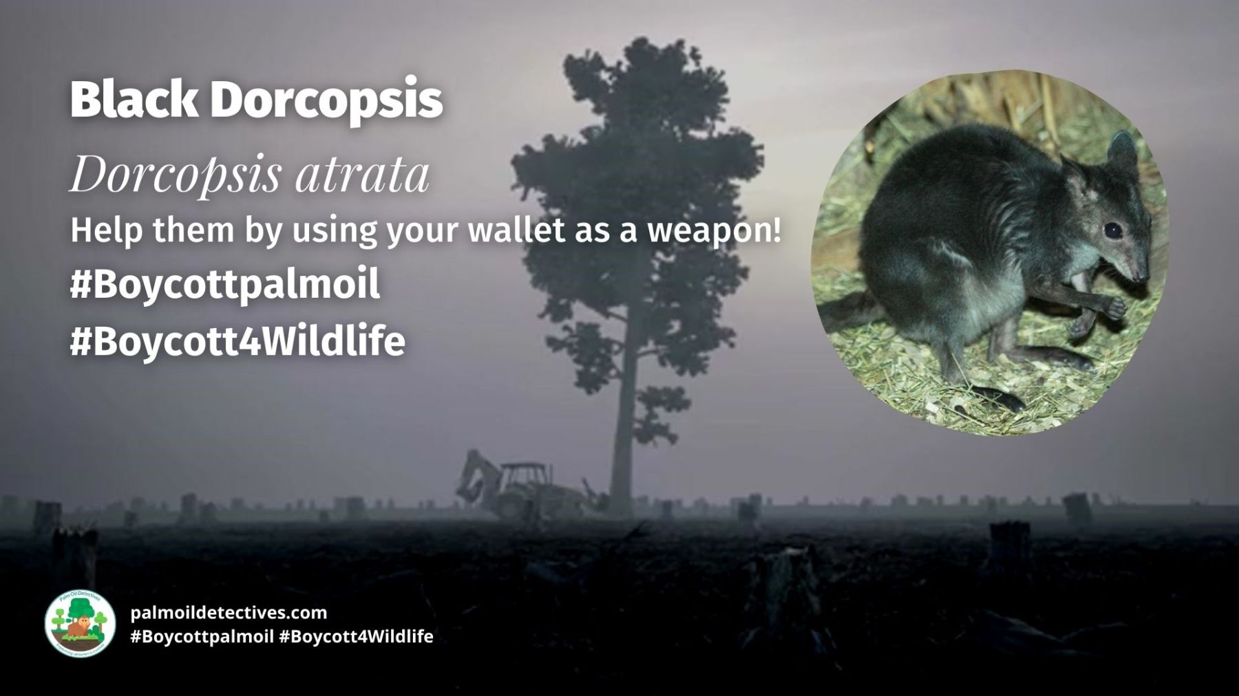 Black Dorcopsis Dorcopsis atrata – Palm Oil Detectives