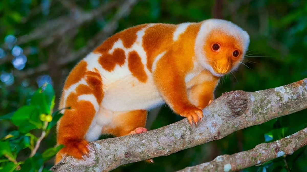 Black-spotted Cuscus Spilocuscus rufoniger - Palm Oil Detectives