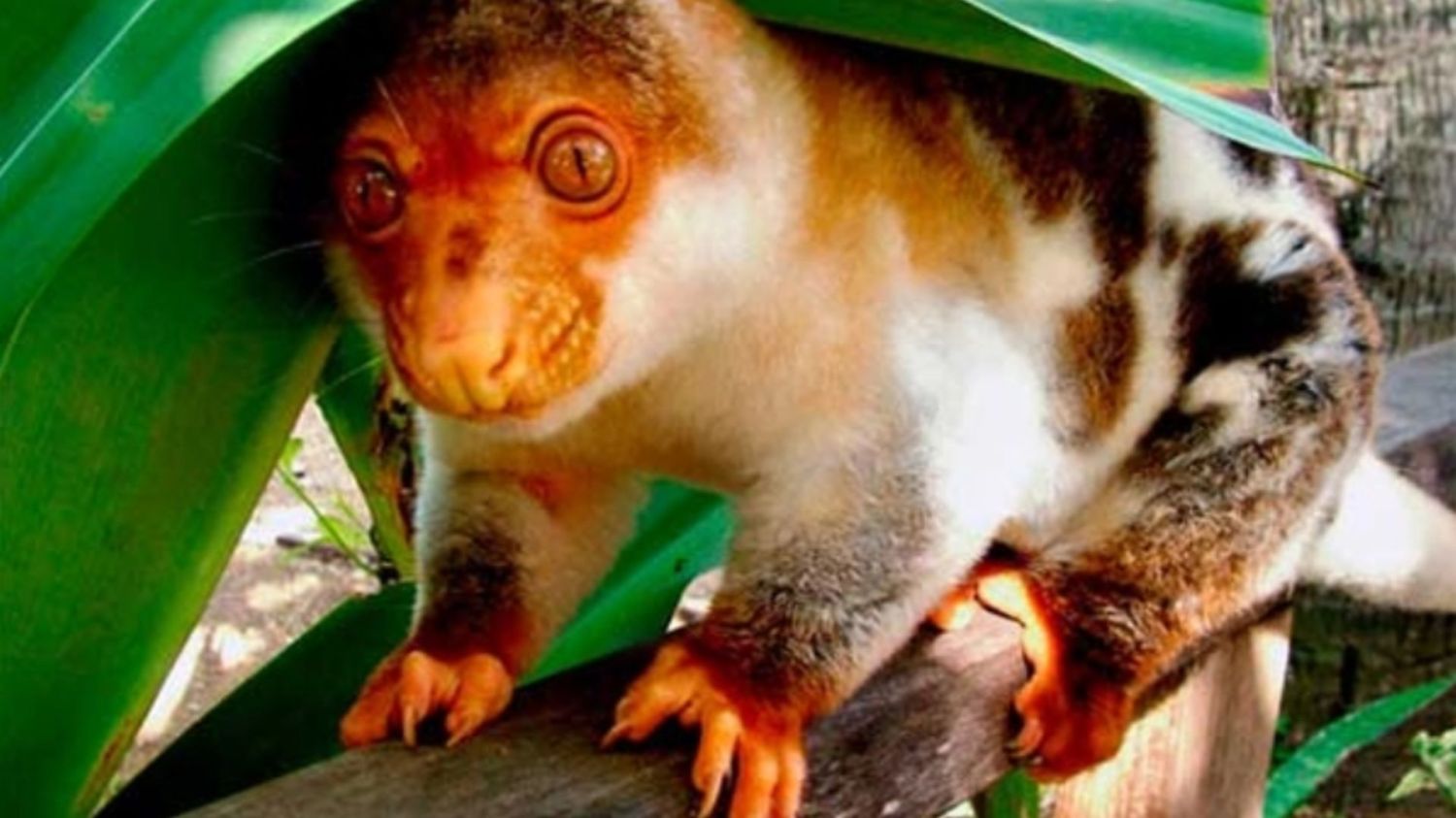 Black-spotted Cuscus Spilocuscus rufoniger – Palm Oil Detectives