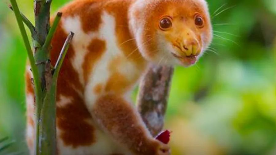 Black-spotted Cuscus Spilocuscus rufoniger – Palm Oil Detectives