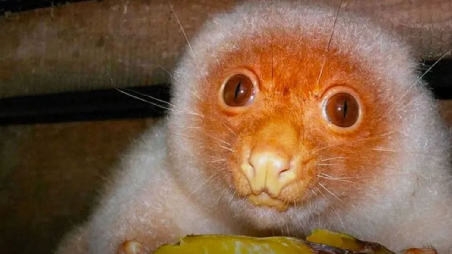 Black-spotted Cuscus Spilocuscus rufoniger – Palm Oil Detectives