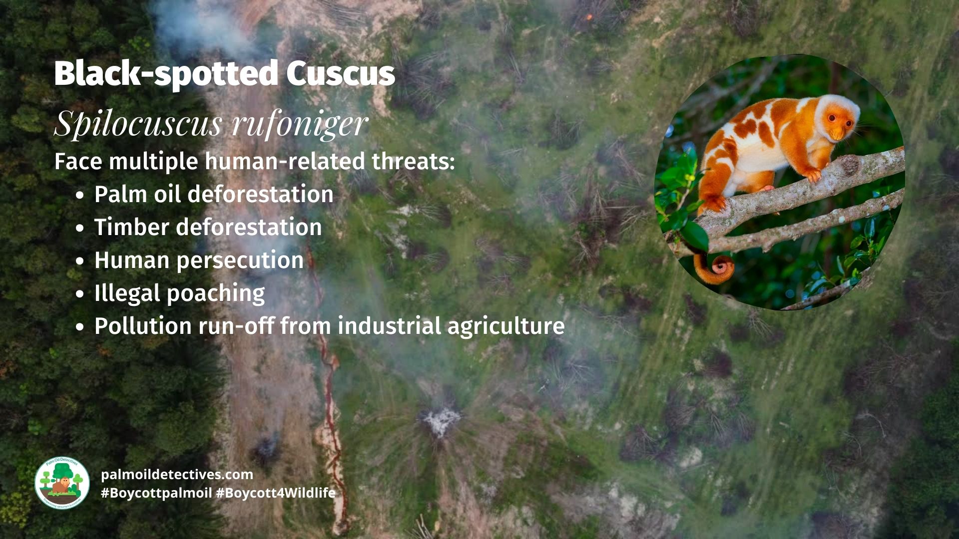 Black-spotted Cuscus Spilocuscus rufoniger – Palm Oil Detectives