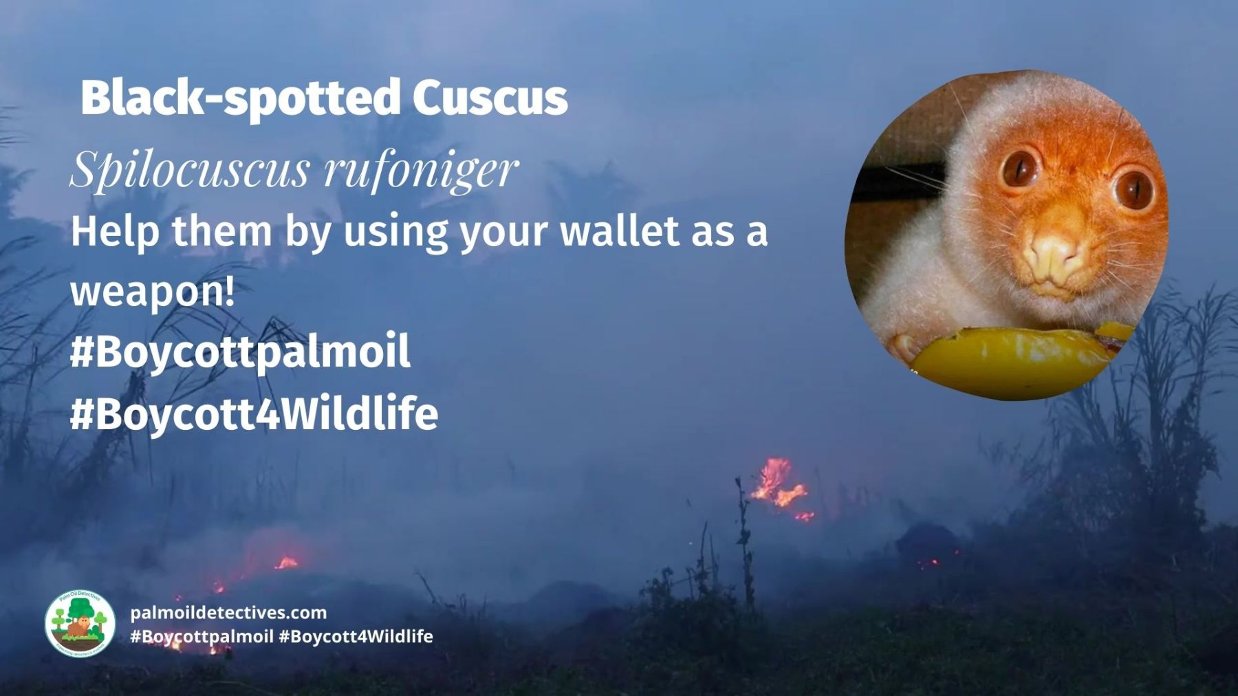 Black-spotted Cuscus Spilocuscus rufoniger – Palm Oil Detectives