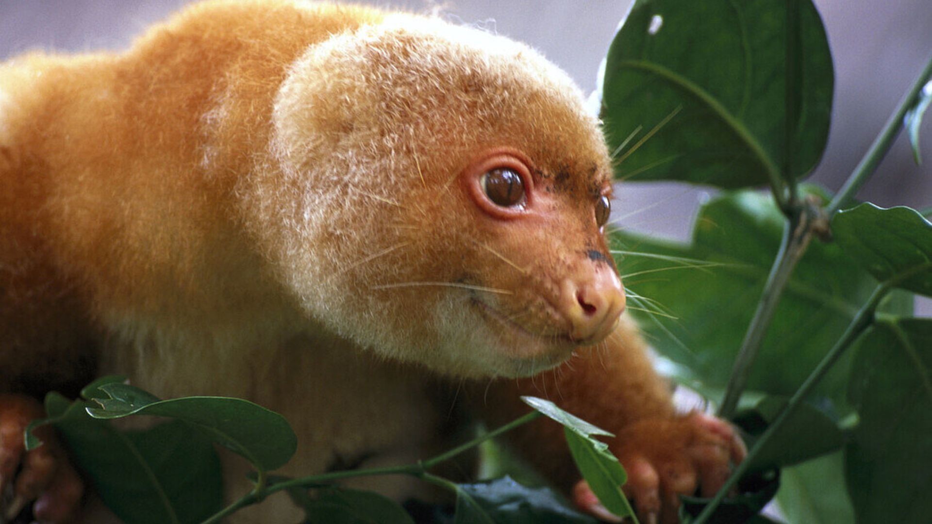 Black-spotted Cuscus Spilocuscus rufoniger - Palm Oil Detectives