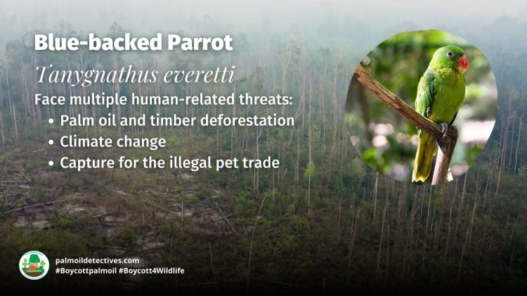 Blue-backed Parrot Tanygnathus everetti – Palm Oil Detectives