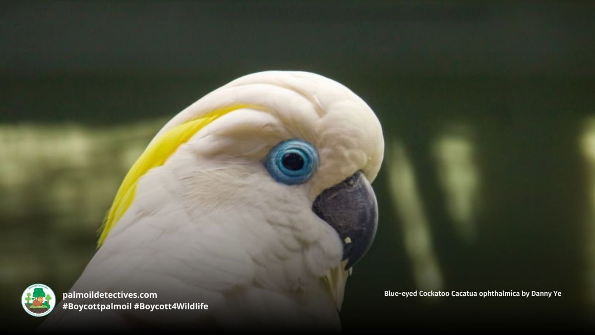 Blue-eyed Cockatoo Cacatua ophthalmica – Palm Oil Detectives