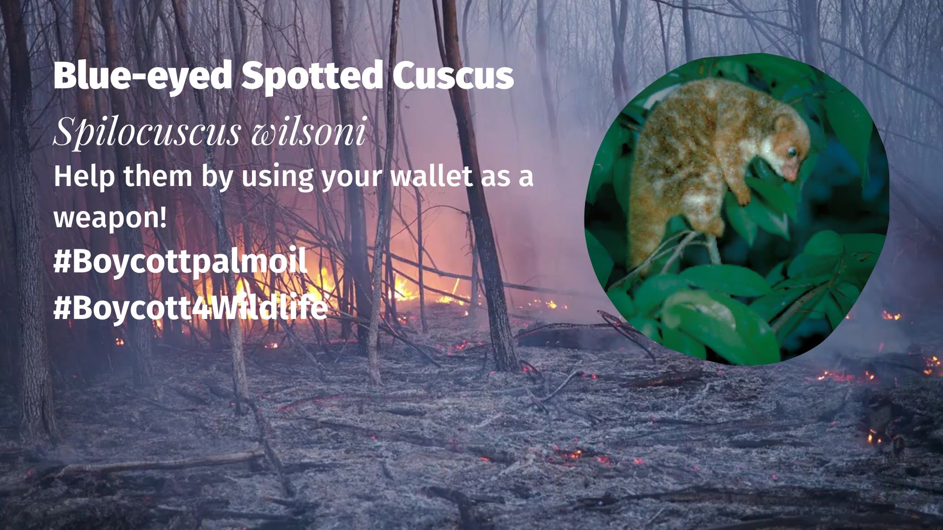 Blue-eyed Spotted Cuscus Spilocuscus wilsoni – Palm Oil Detectives