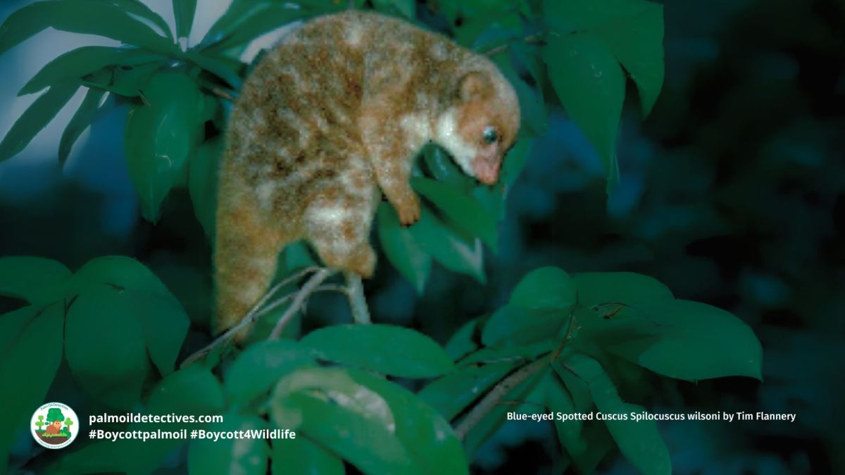 Blue-eyed Spotted Cuscus Spilocuscus wilsoni – Palm Oil Detectives