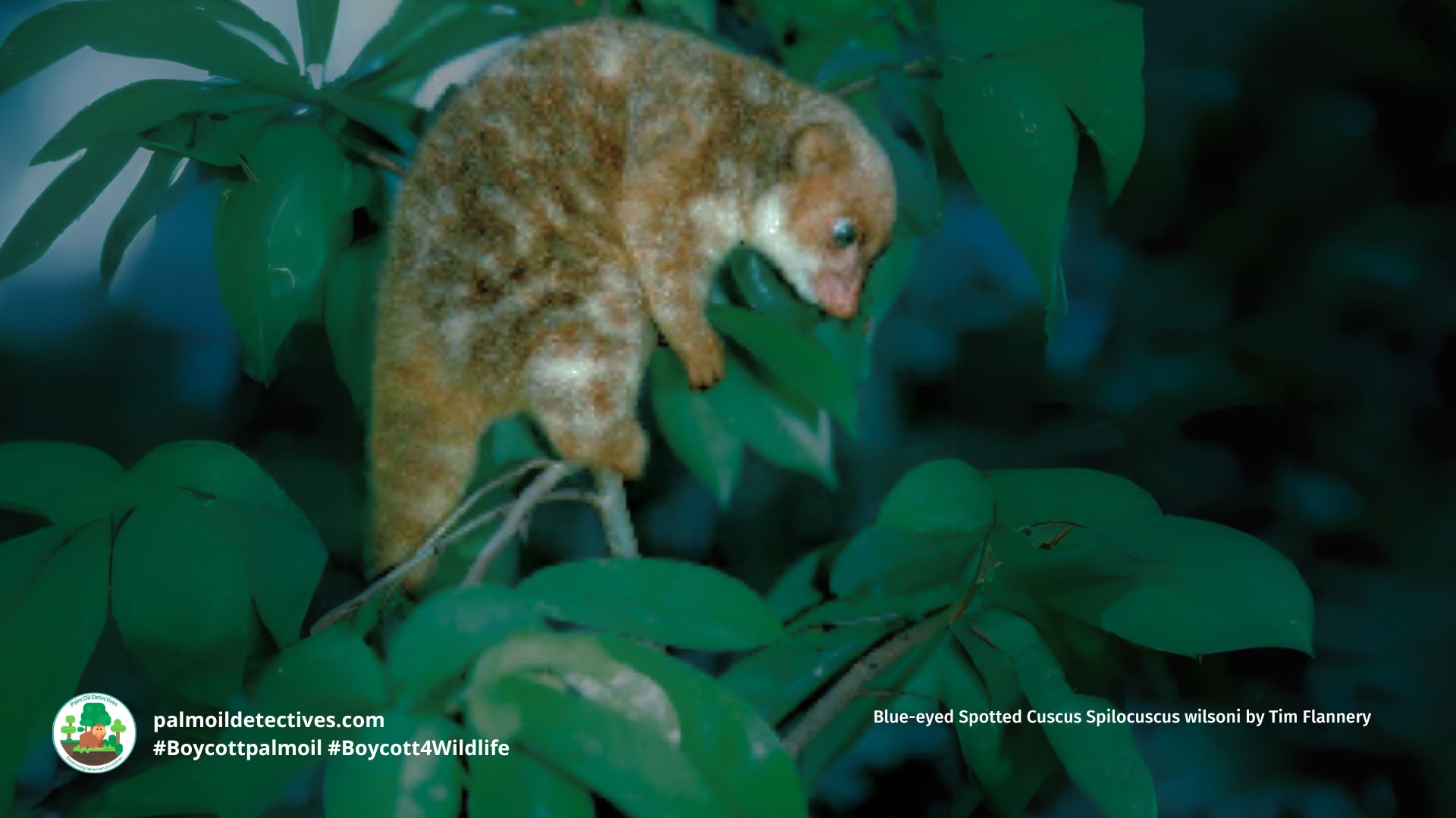 Blue-eyed Spotted Cuscus Spilocuscus wilsoni – Palm Oil Detectives