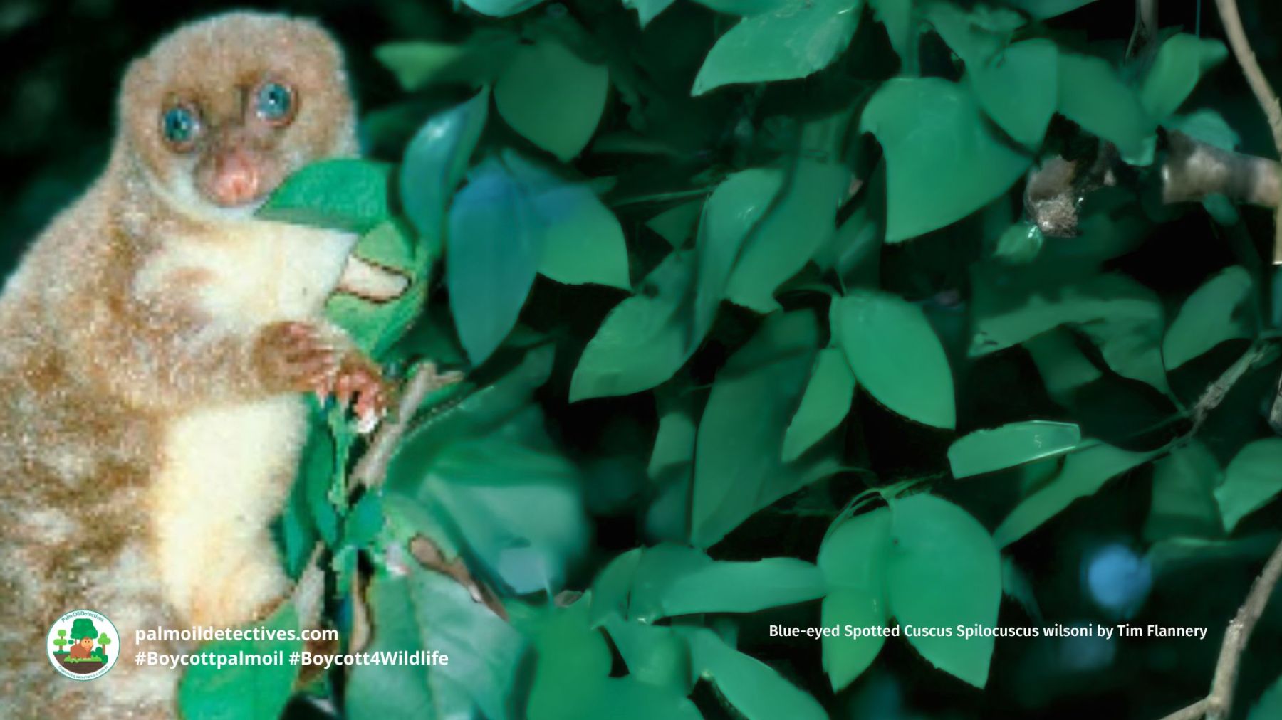 Blue-eyed Spotted Cuscus Spilocuscus wilsoni – Palm Oil Detectives