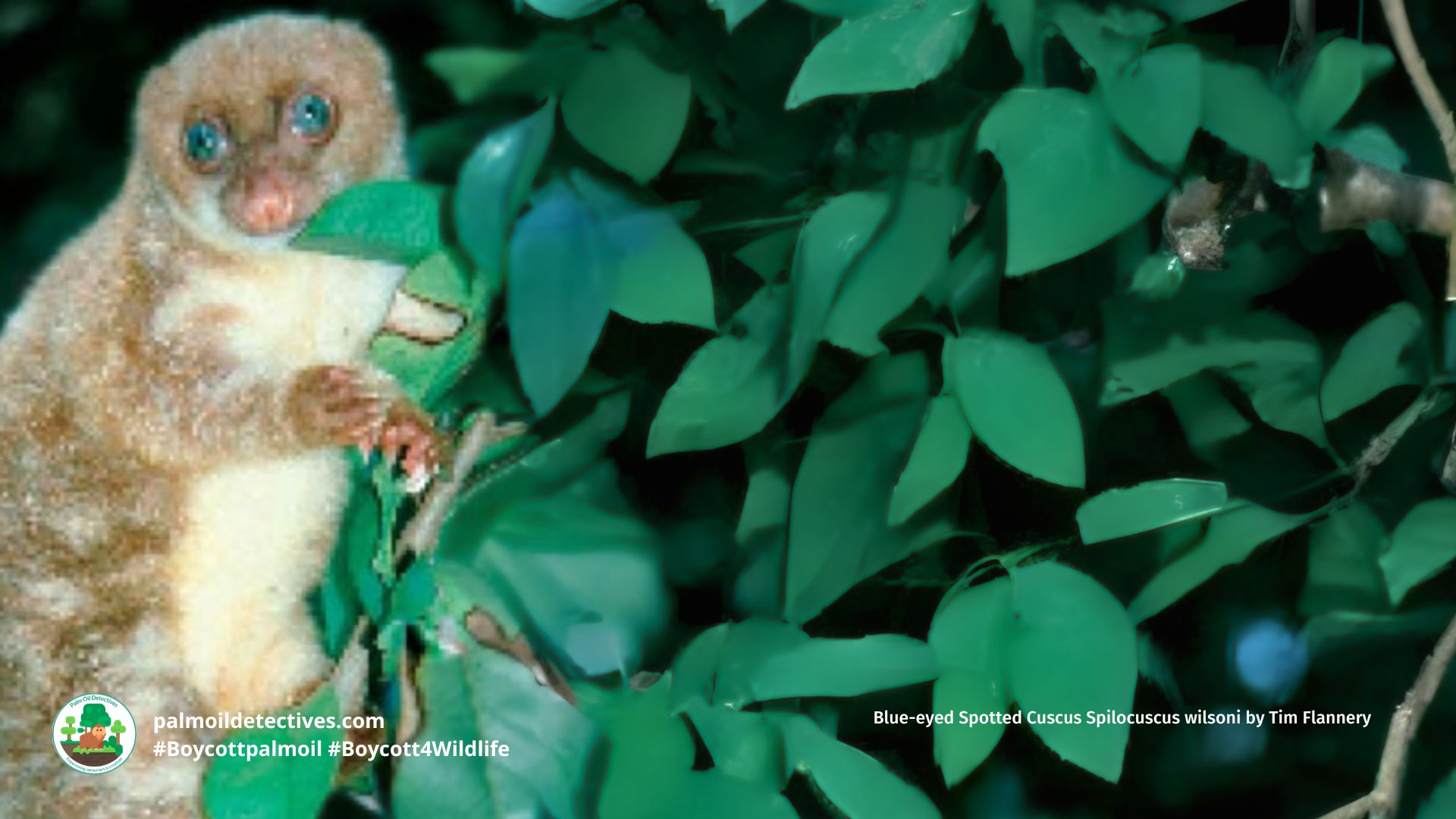 Blue-eyed Spotted Cuscus Spilocuscus wilsoni – Palm Oil Detectives