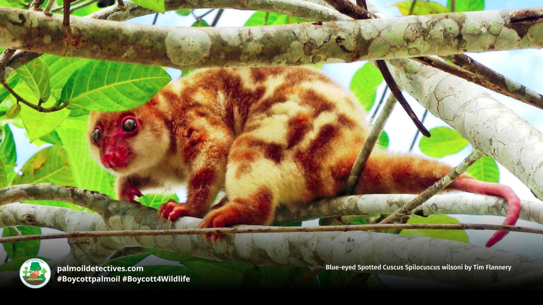 Blue-eyed Spotted Cuscus Spilocuscus wilsoni – Palm Oil Detectives