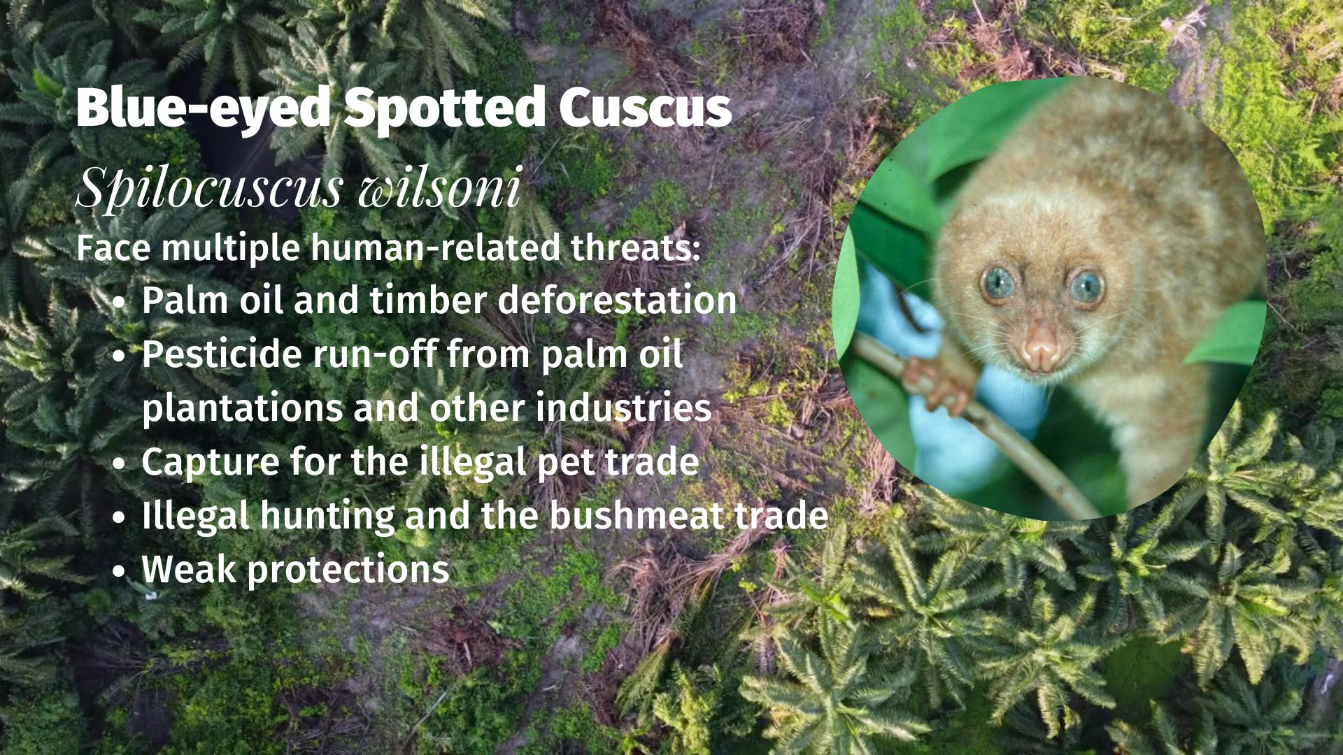 Blue-eyed Spotted Cuscus Spilocuscus wilsoni – Palm Oil Detectives