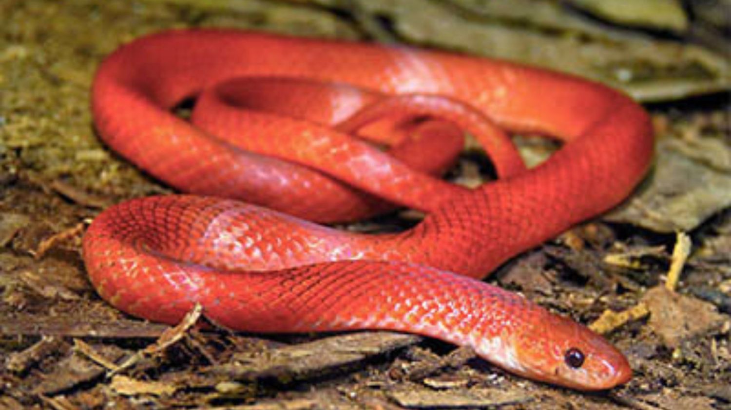Boo-Liat’s Kukri Snake Oligodon booliati – Palm Oil Detectives