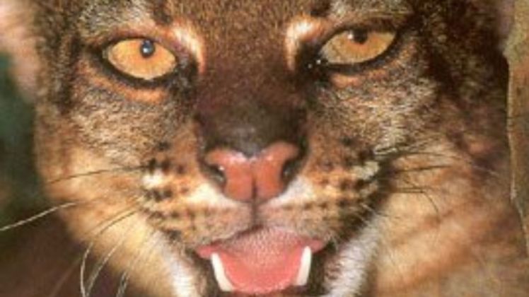 Borneo Bay Cat Catopuma badia – Palm Oil Detectives