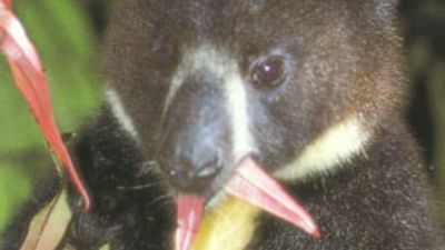 Dingiso Dendrolagus mbaiso – Palm Oil Detectives