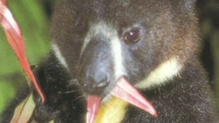 Dingiso Dendrolagus mbaiso – Palm Oil Detectives