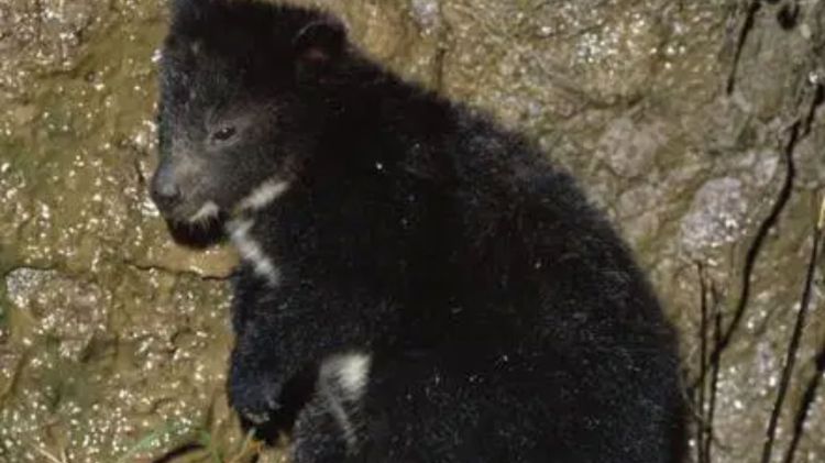 Dingiso Dendrolagus mbaiso – Palm Oil Detectives