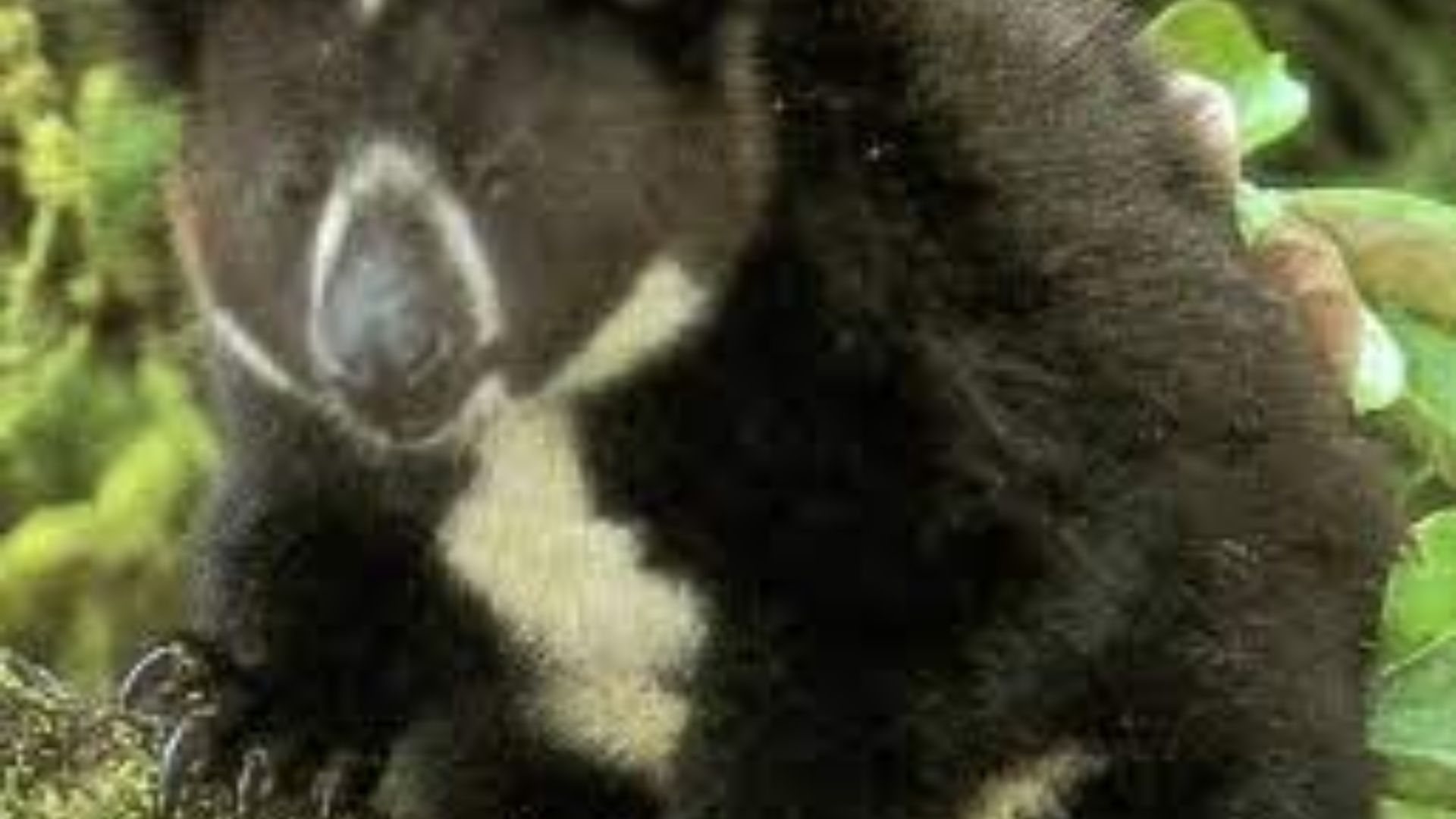 Dingiso Dendrolagus mbaiso – Palm Oil Detectives