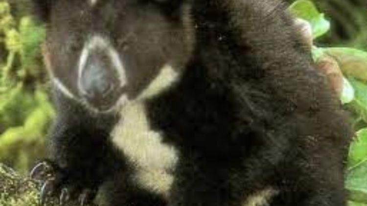 Dingiso Dendrolagus mbaiso – Palm Oil Detectives