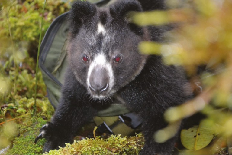 Dingiso Dendrolagus mbaiso – Palm Oil Detectives