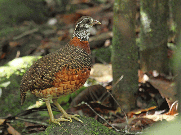 Dulit Partridge Rhizothera dulitensis – Palm Oil Detectives