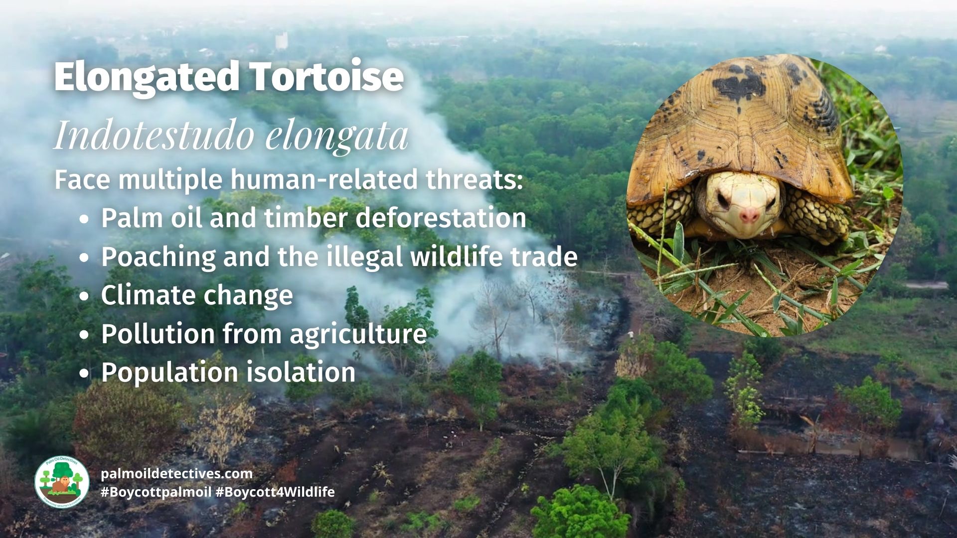 Elongated Tortoise Indotestudo elongata – Palm Oil Detectives