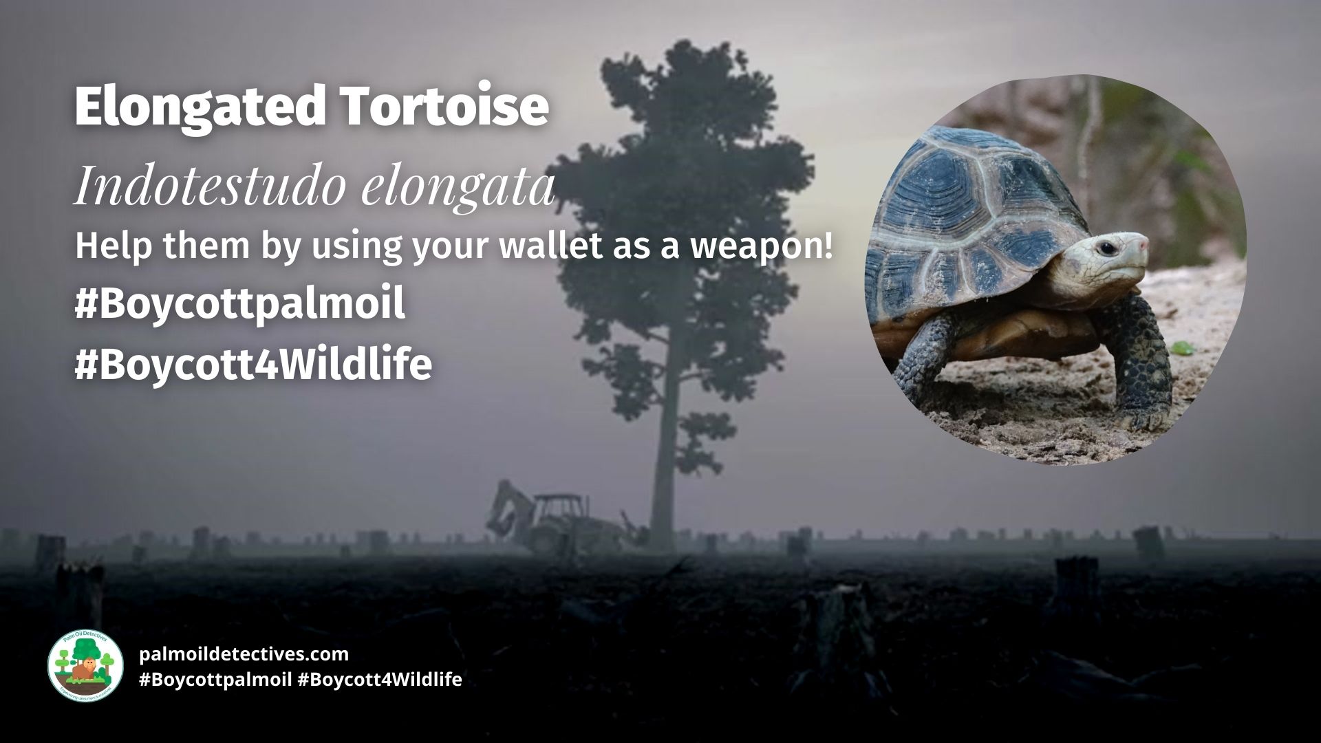 Elongated Tortoise Indotestudo elongata – Palm Oil Detectives