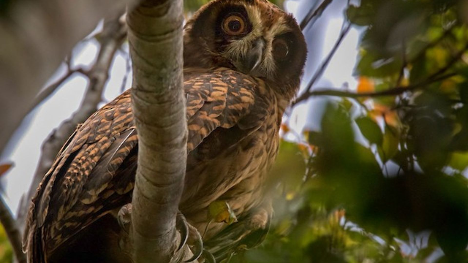 Fearful Owl Nesasio solomonensis – Palm Oil Detectives