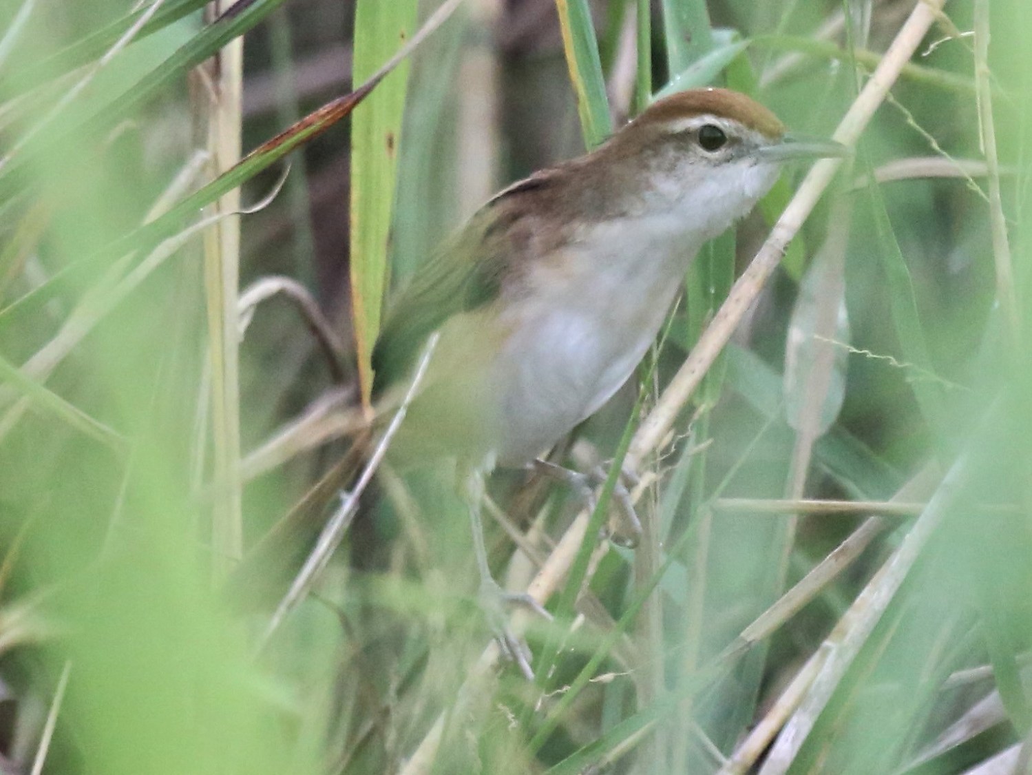 Fly River Grassbird Megalurus albolimbatus – Palm Oil Detectives