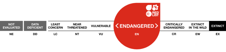Balabac Mouse Deer Tragulus nigricans – Palm Oil Detectives