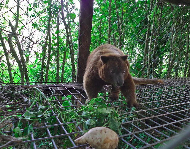 Ifola Dendrolagus notatus – Palm Oil Detectives