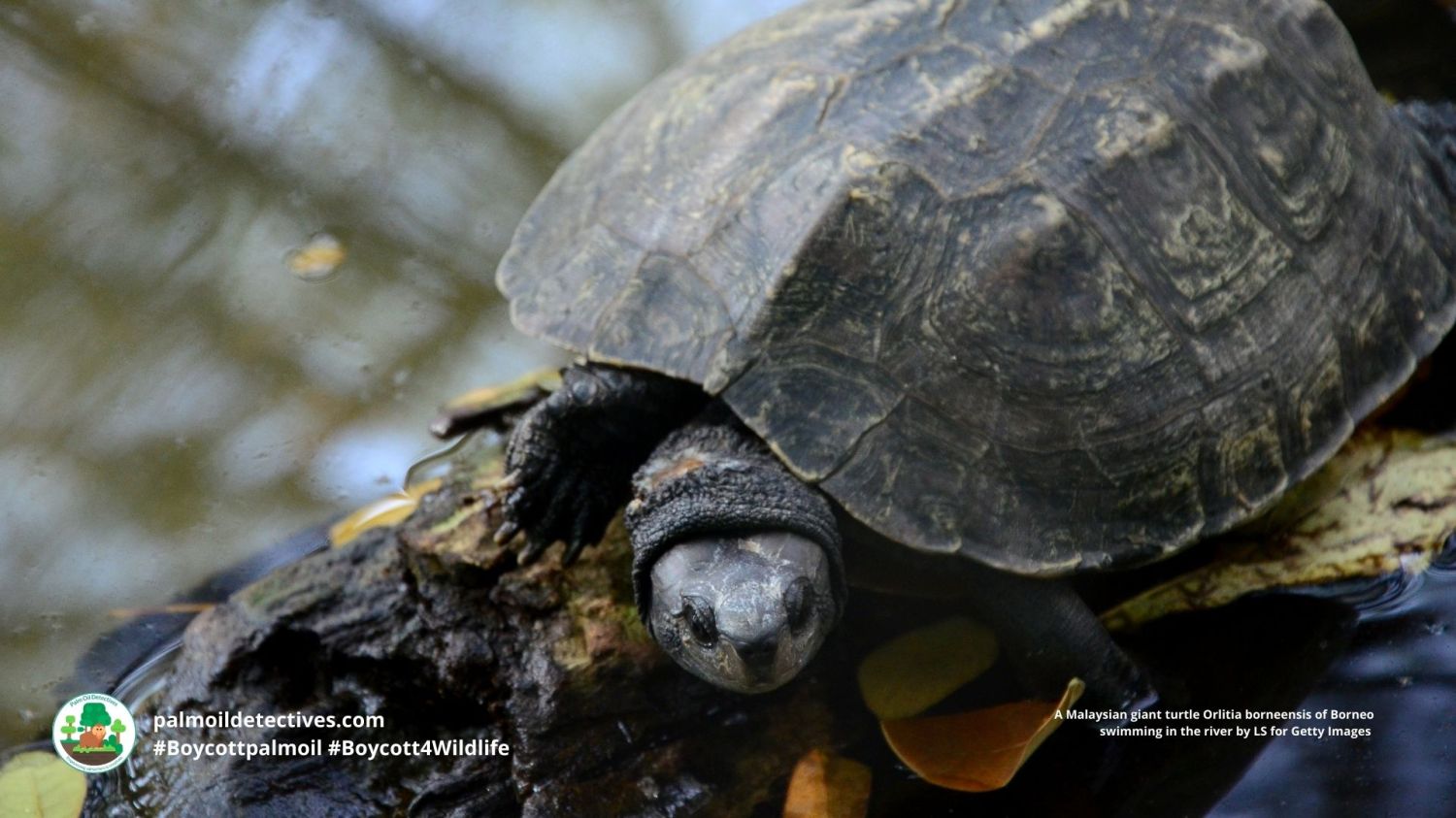 Malaysian Giant Turtle Orlitia borneensis – Palm Oil Detectives