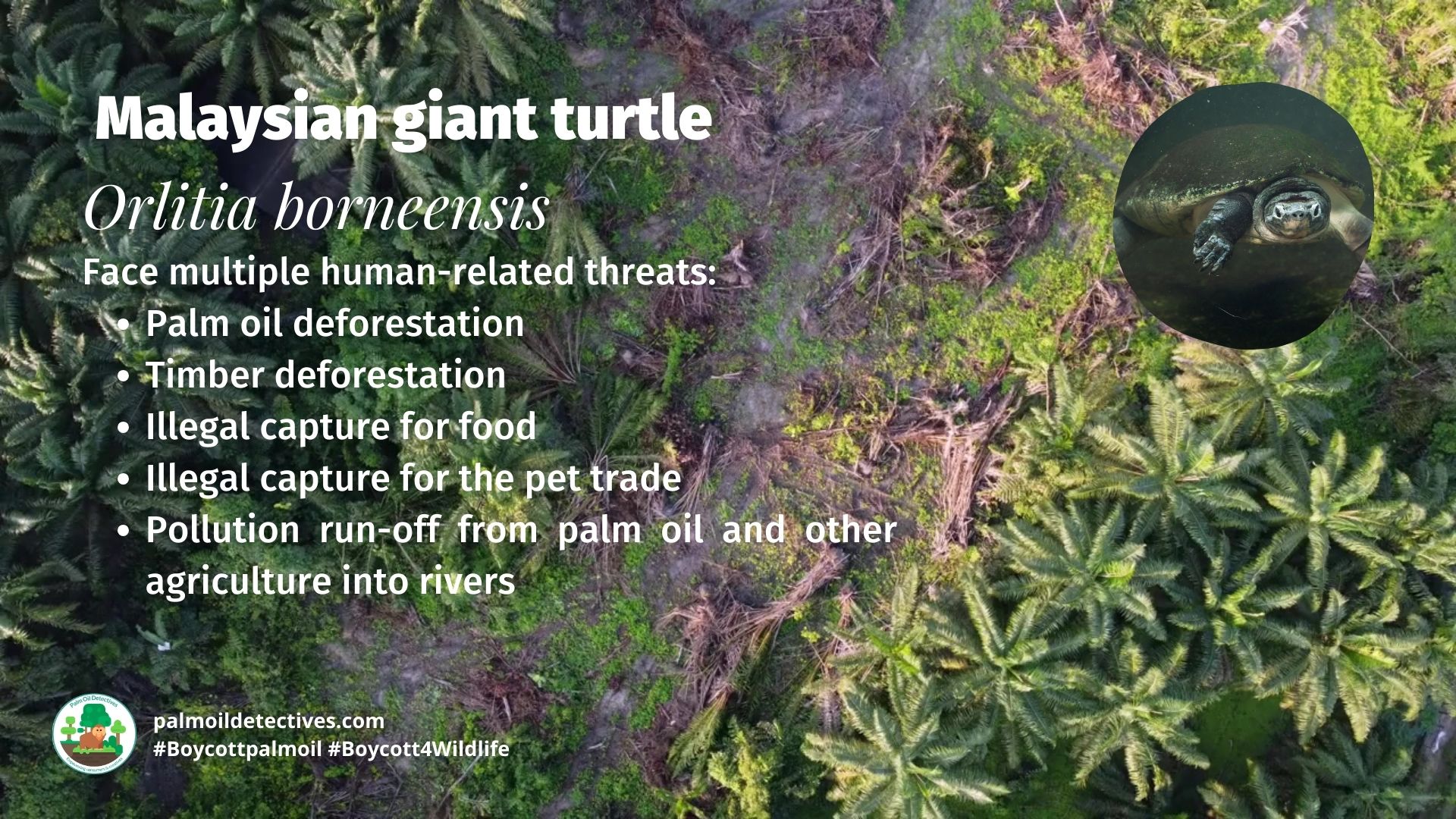 Malaysian Giant Turtle Orlitia borneensis – Palm Oil Detectives