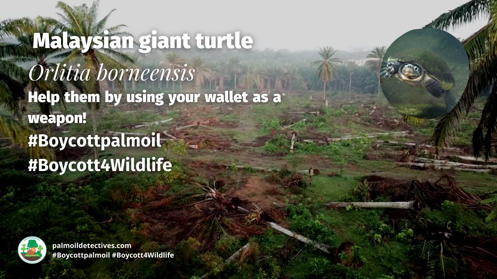 Malaysian Giant Turtle Orlitia borneensis – Palm Oil Detectives