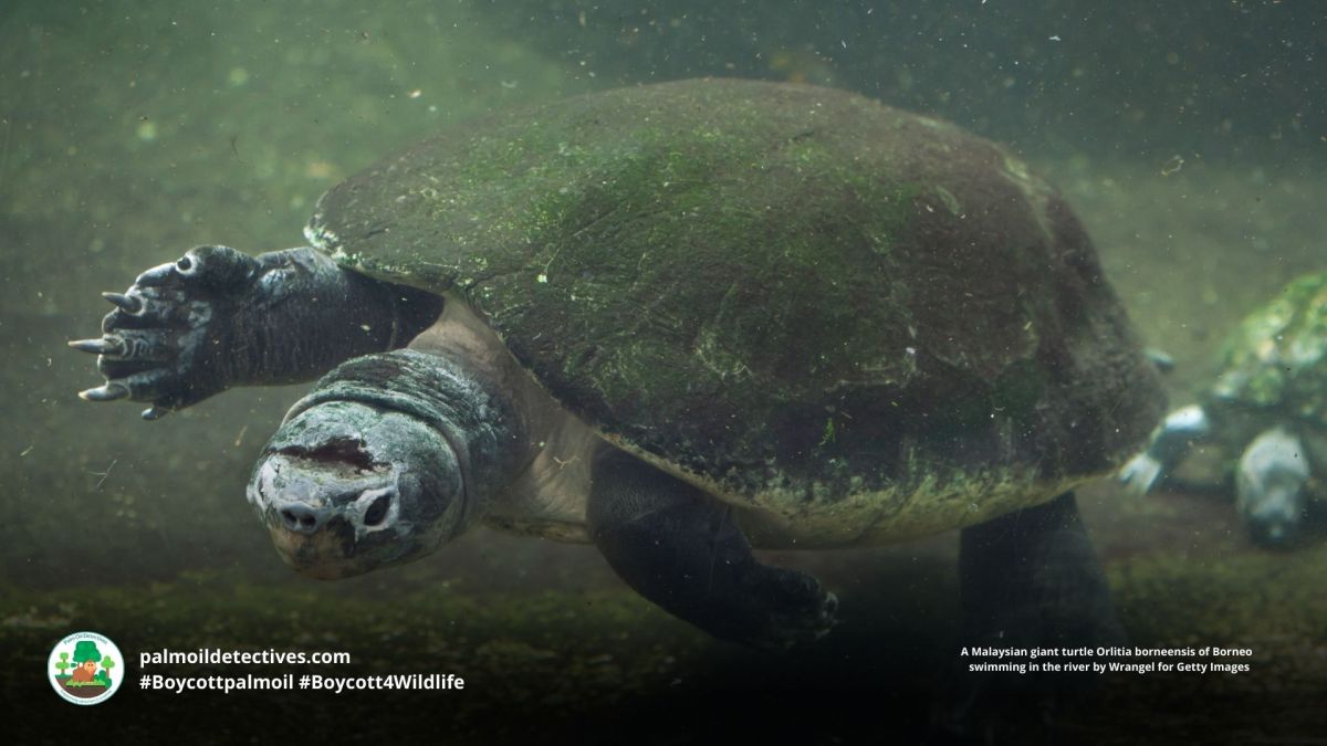 Malaysian Giant Turtle Orlitia borneensis – Palm Oil Detectives