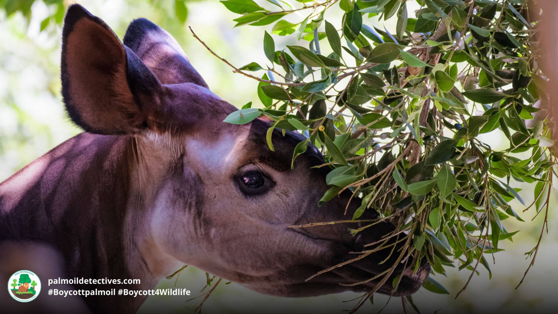 Okapi Okapia johnstoni – Palm Oil Detectives