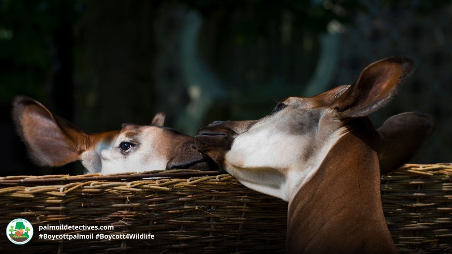 Okapi Okapia johnstoni – Palm Oil Detectives