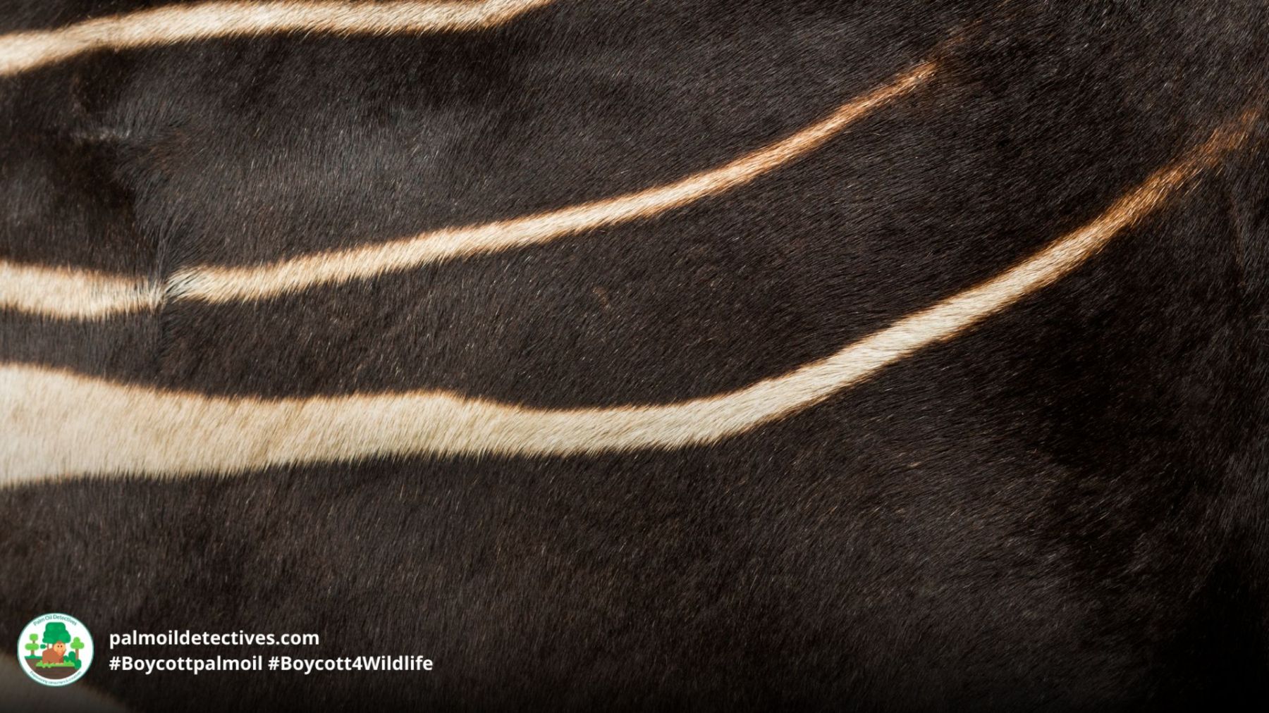 Okapi Okapia johnstoni – Palm Oil Detectives