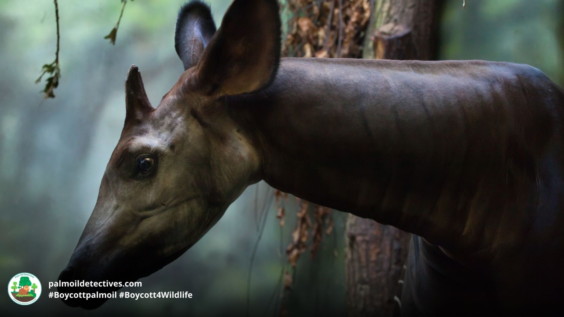 Okapi: African Unicorns – Palm Oil Detectives