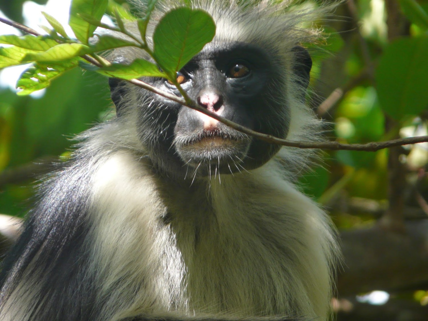 Olive Colobus Procolobus verus – Palm Oil Detectives