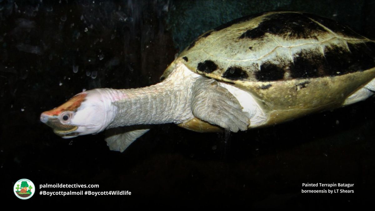 Painted Terrapin Batagur borneoensis – Palm Oil Detectives
