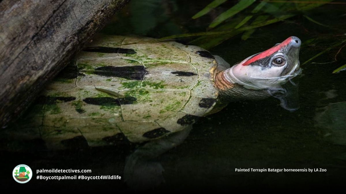 Painted Terrapin Batagur borneoensis – Palm Oil Detectives