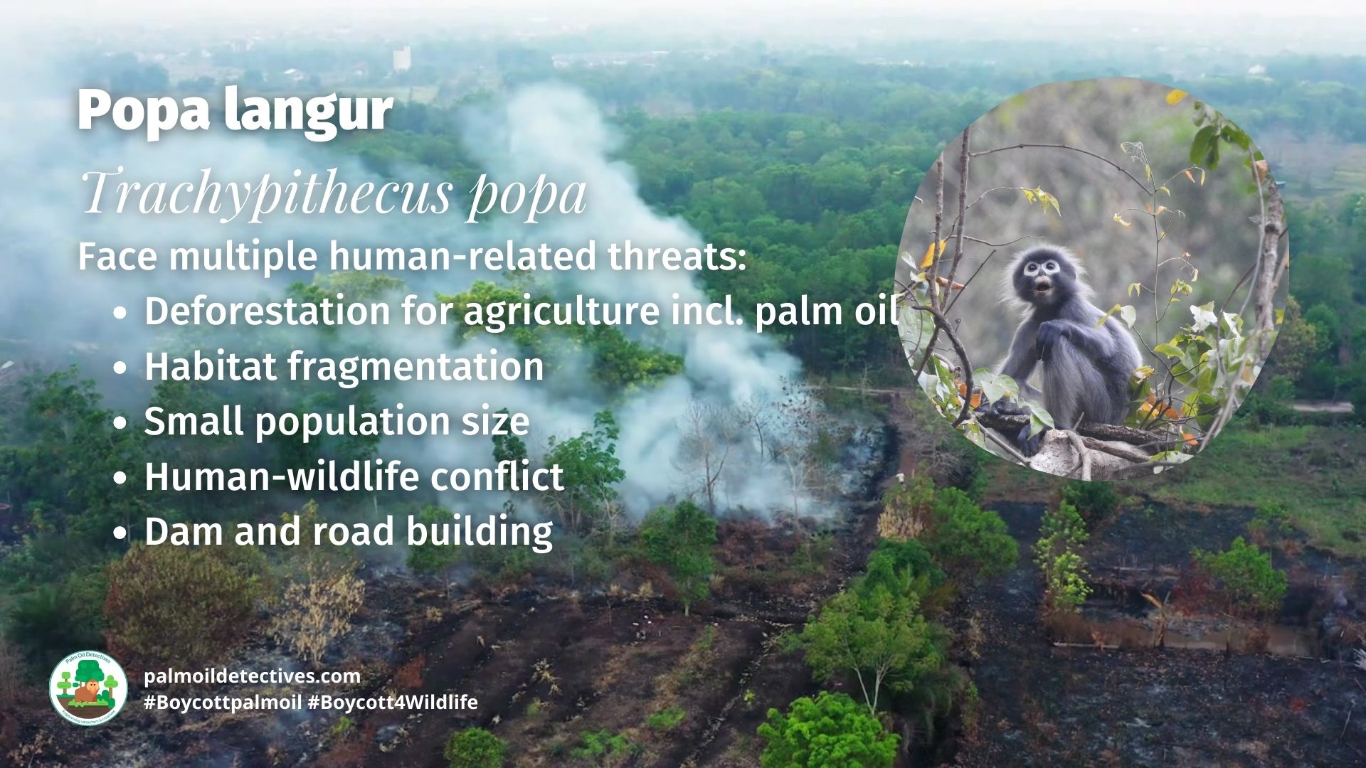 Popa langur Trachypithecus popa – Palm Oil Detectives
