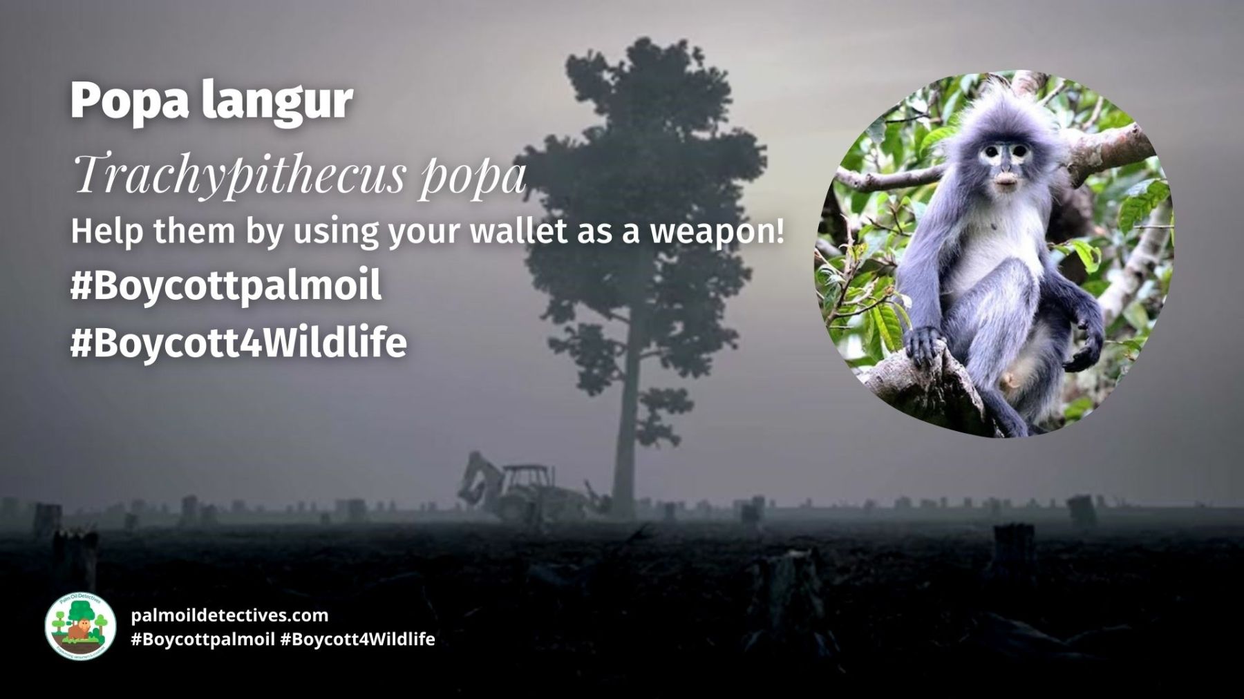 Popa langur Trachypithecus popa – Palm Oil Detectives