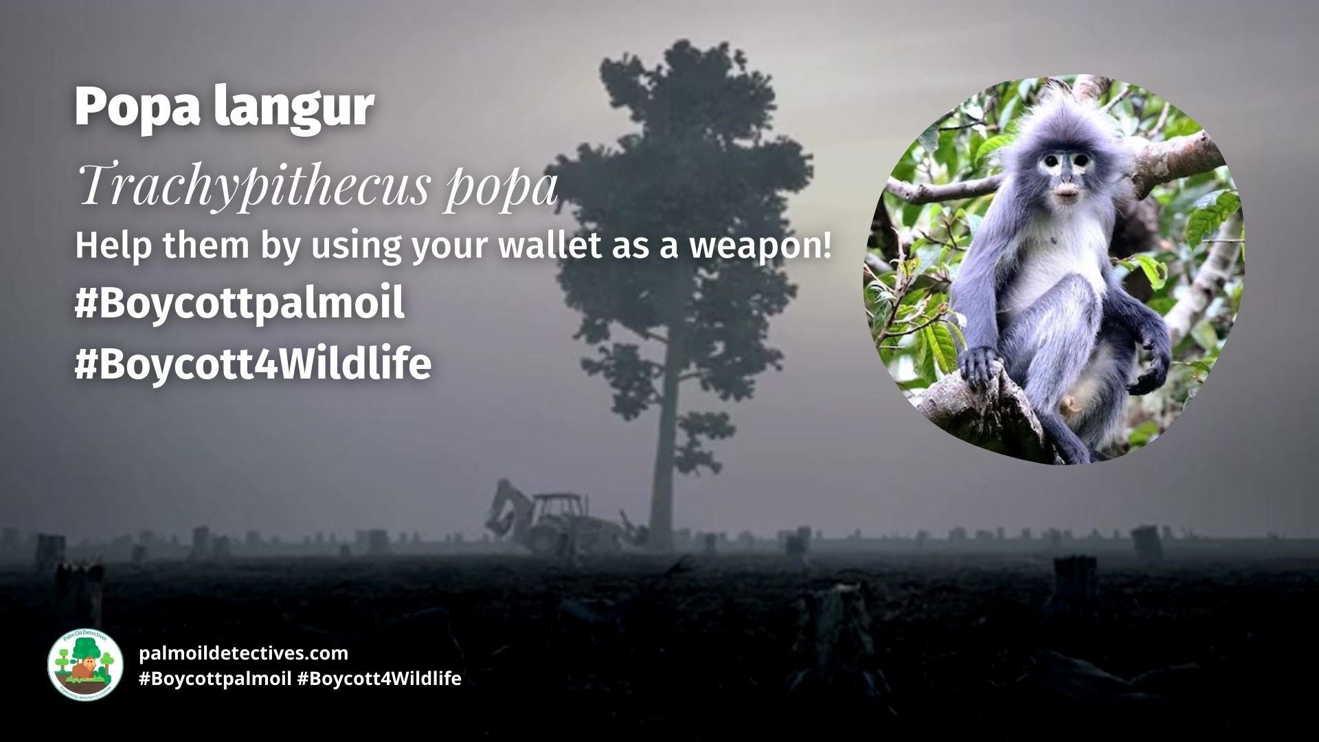 Popa langur Trachypithecus popa – Palm Oil Detectives