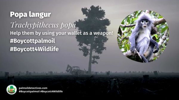 Popa langur Trachypithecus popa – Palm Oil Detectives