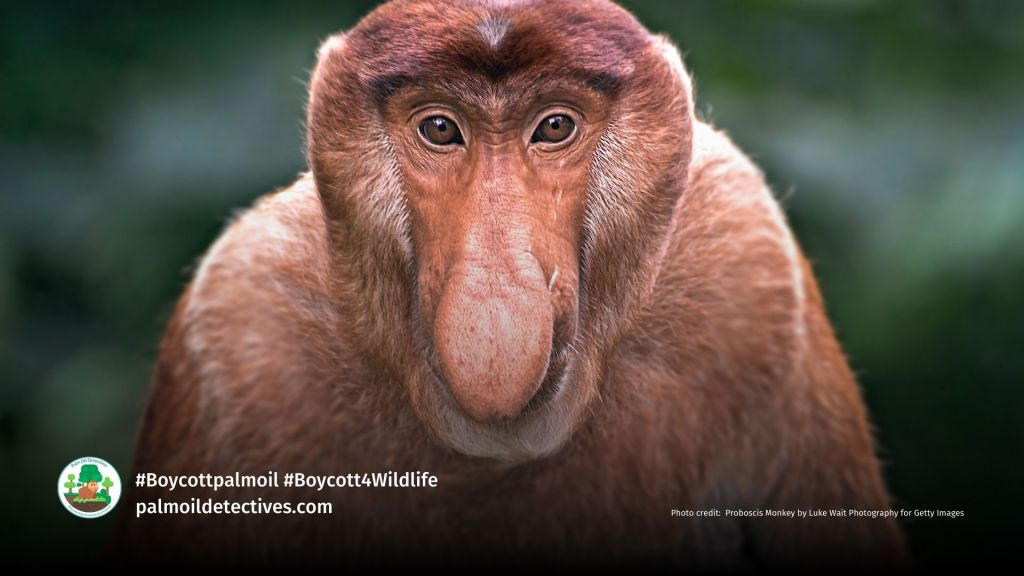 Proboscis Monkey Nasalis larvatus – Palm Oil Detectives